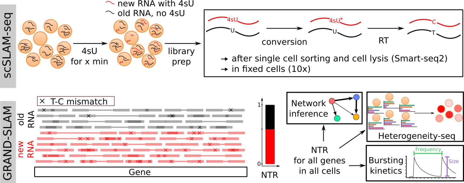 Research | erhard-lab